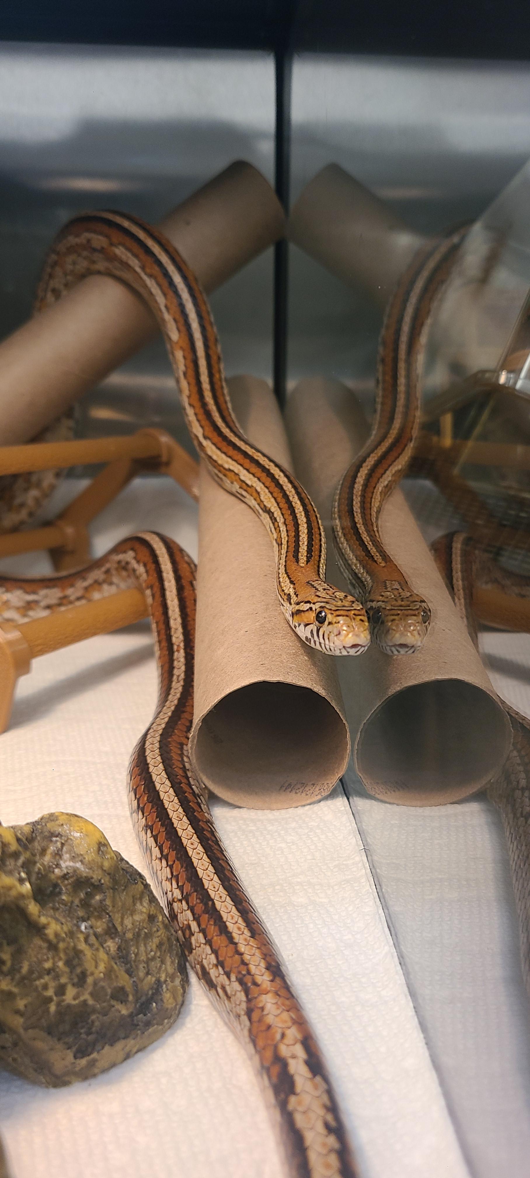 Cleo | Saving Scales Reptile Rescue
